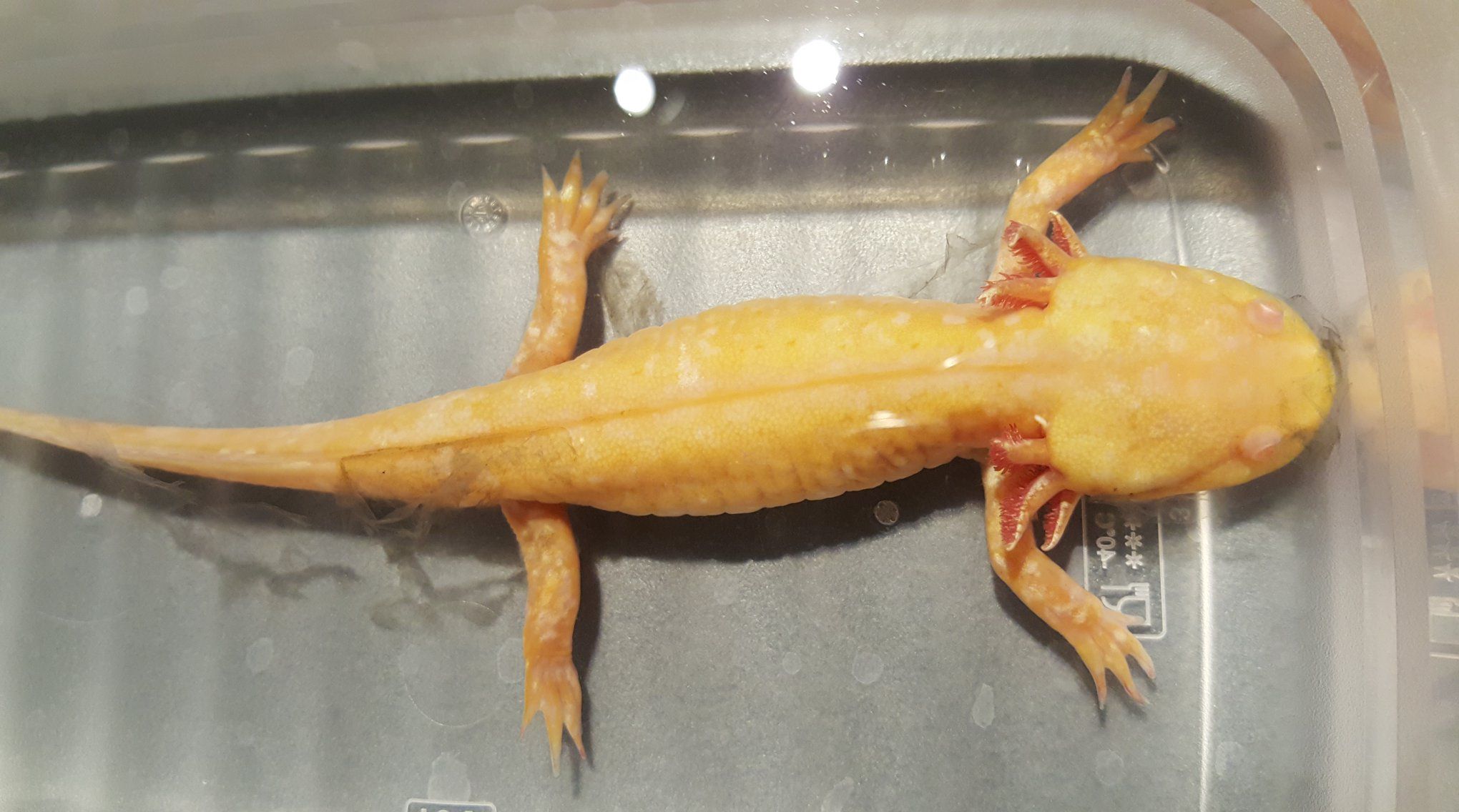 La métamorphose / Evolution d’un axolotl devenu terrestre – Maintenance ...