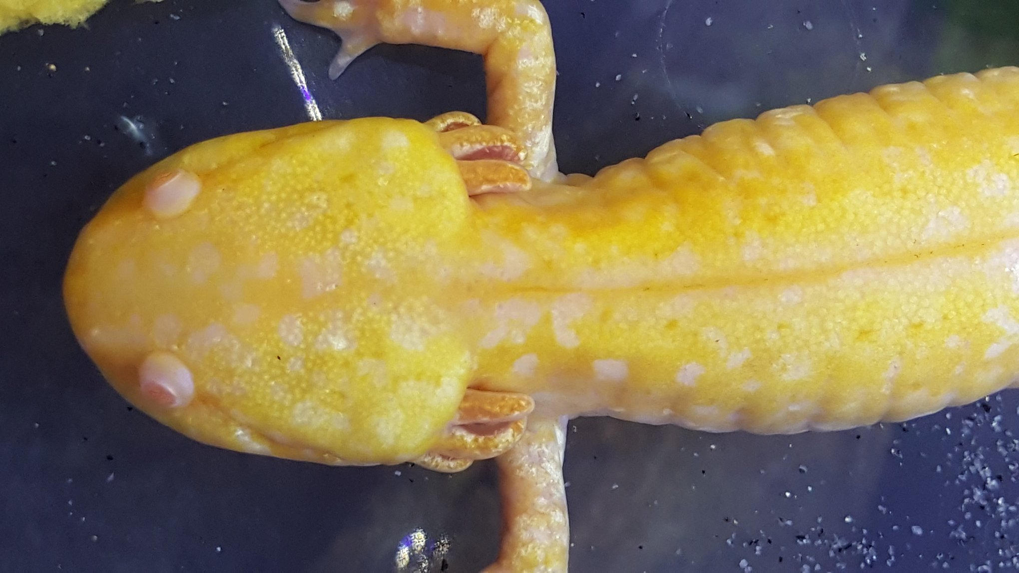 La métamorphose / Evolution d’un axolotl devenu terrestre – Maintenance ...