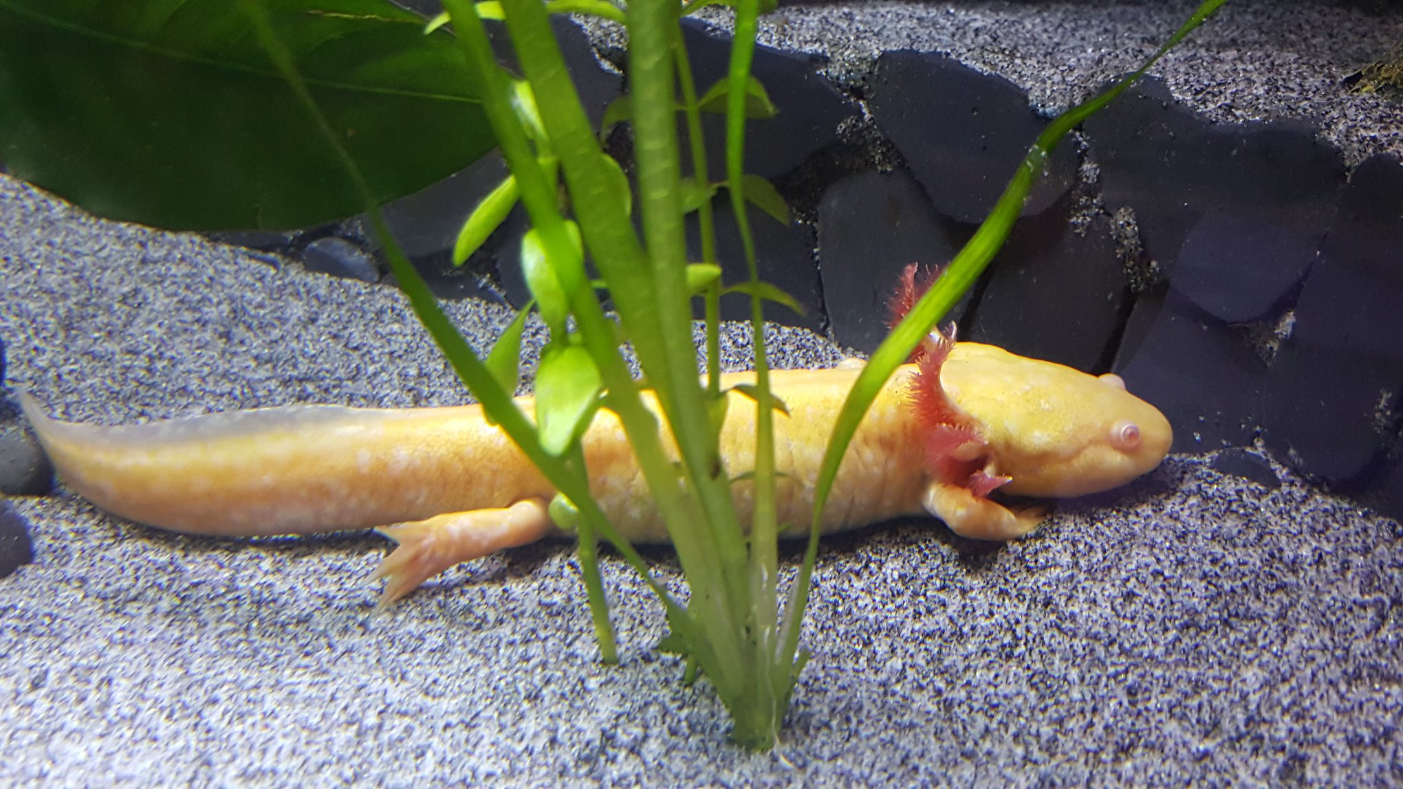 La métamorphose / Evolution d’un axolotl devenu terrestre – Maintenance ...