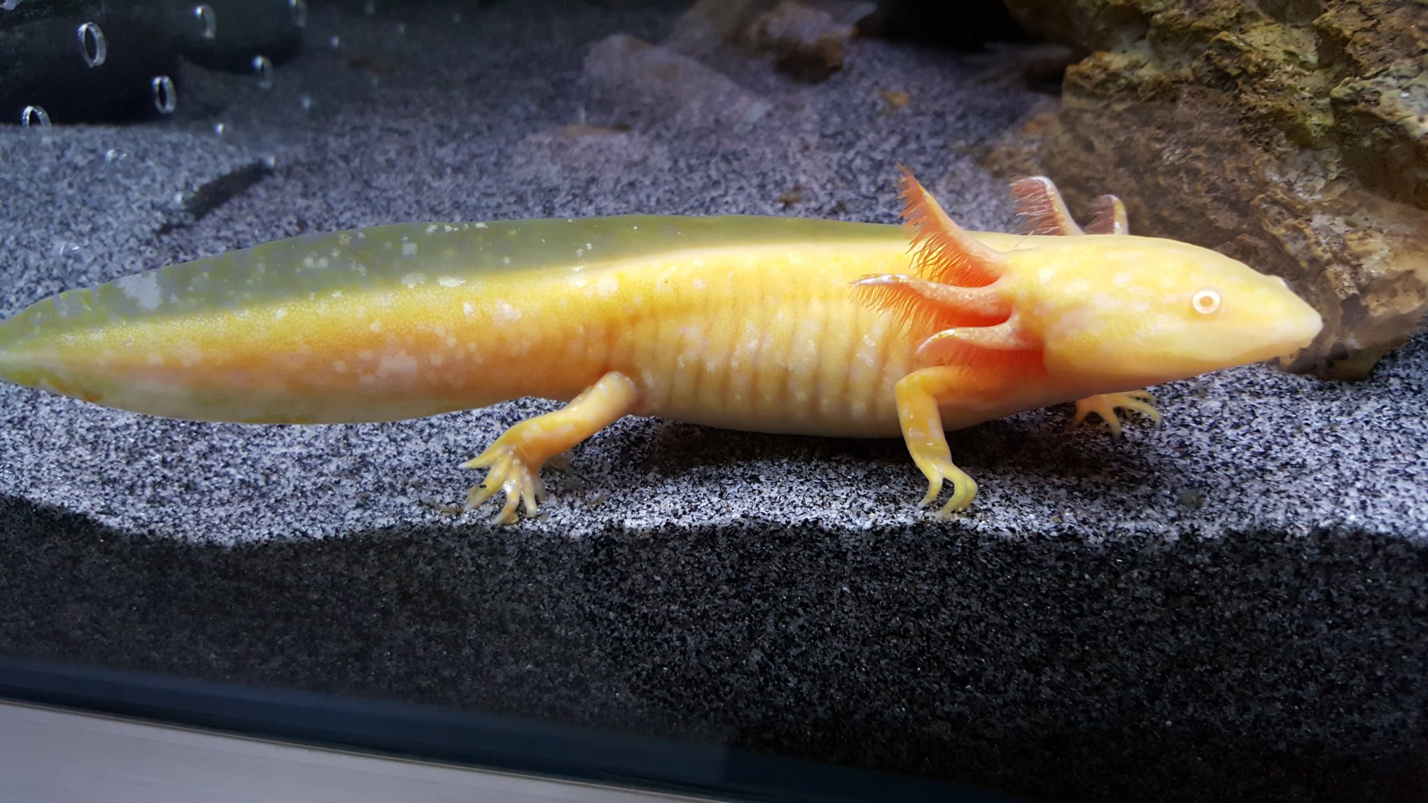 La métamorphose / Evolution d’un axolotl devenu terrestre – Maintenance ...