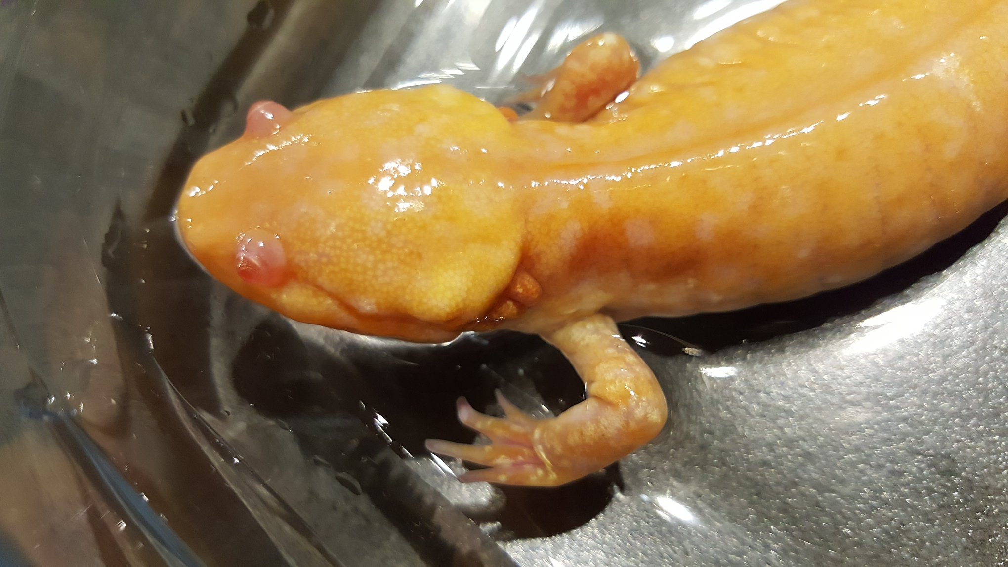 La métamorphose / Evolution d’un axolotl devenu terrestre – Maintenance ...