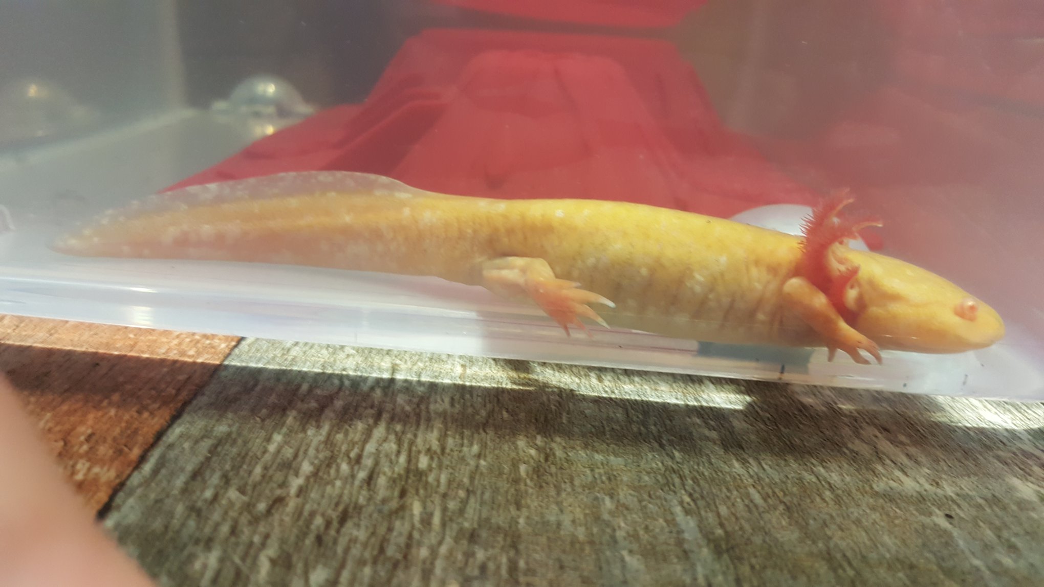 La métamorphose / Evolution d’un axolotl devenu terrestre – Maintenance ...